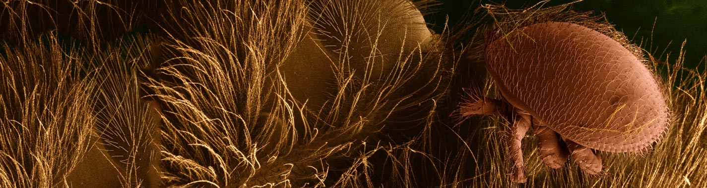 Alergia la acarieni: ghid educativ - Area